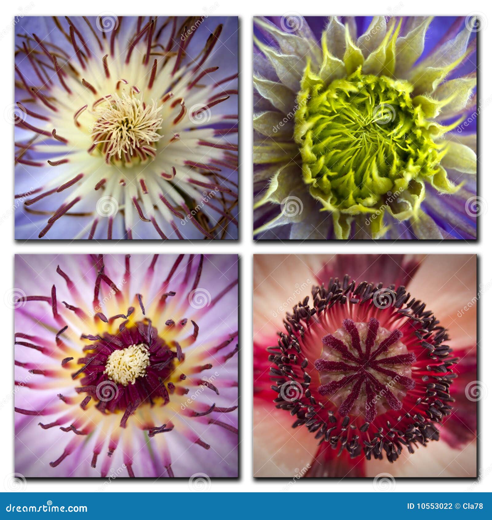 Collection of flowers stock photo. Image of happy, beautiful - 10553022