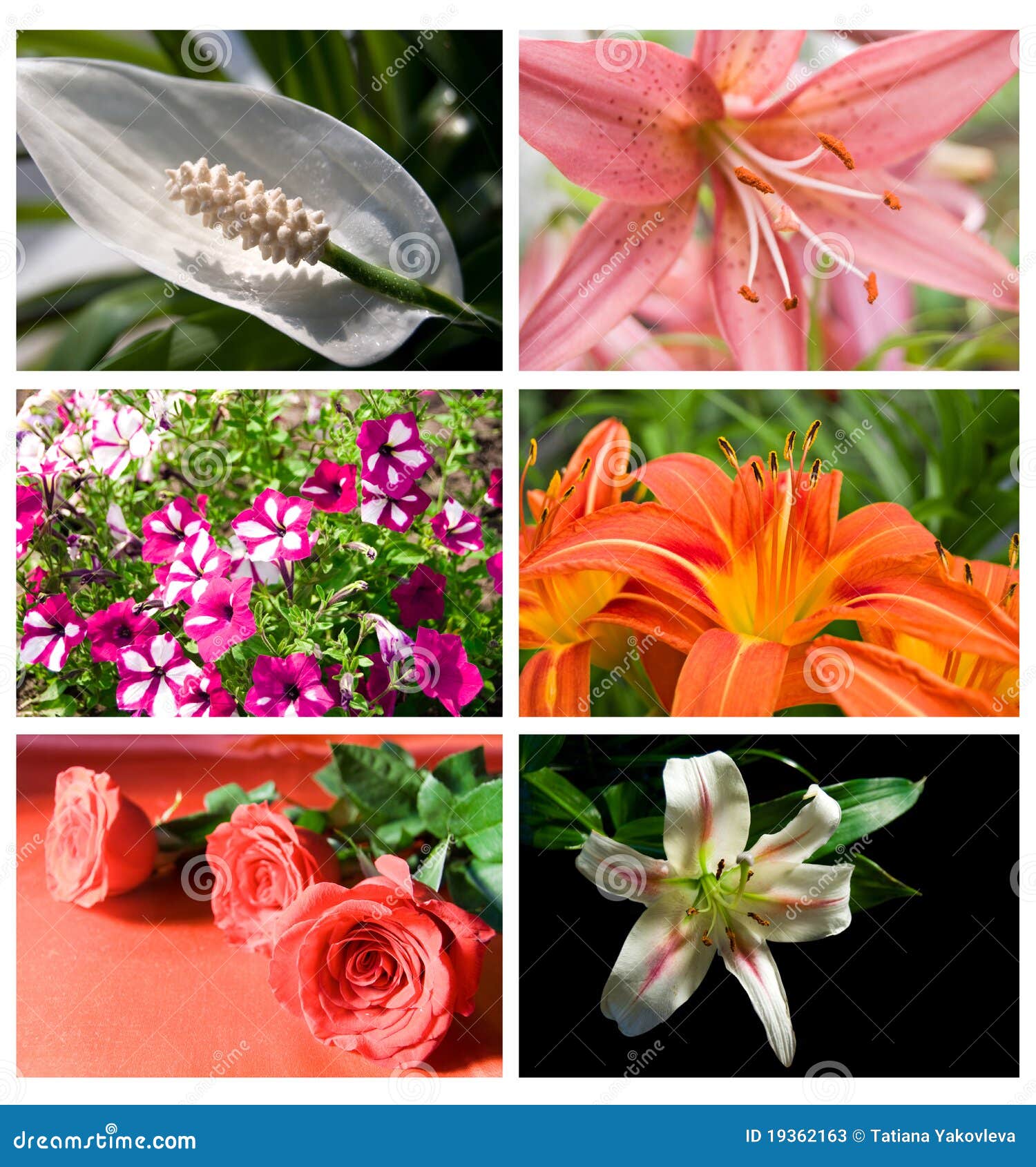 Collection flowers stock image. Image of orange, macro - 19362163