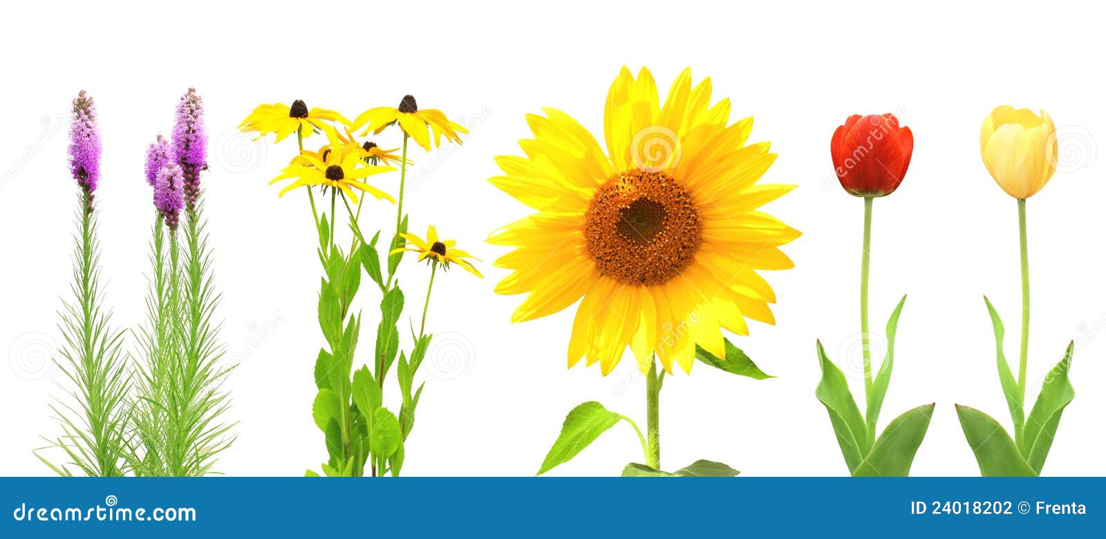 Collection of flowers stock photo. Image of sunflower - 24018202