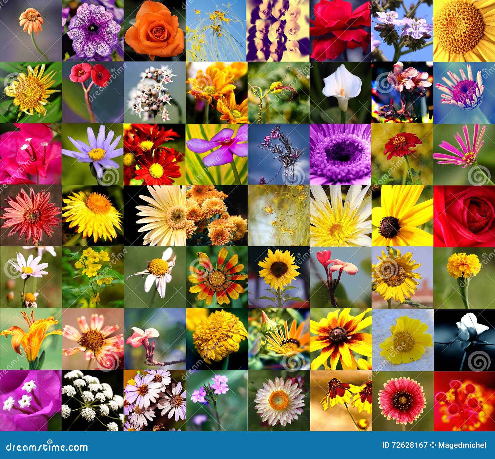 Collection of flowers stock image. Image of decoration - 72628167