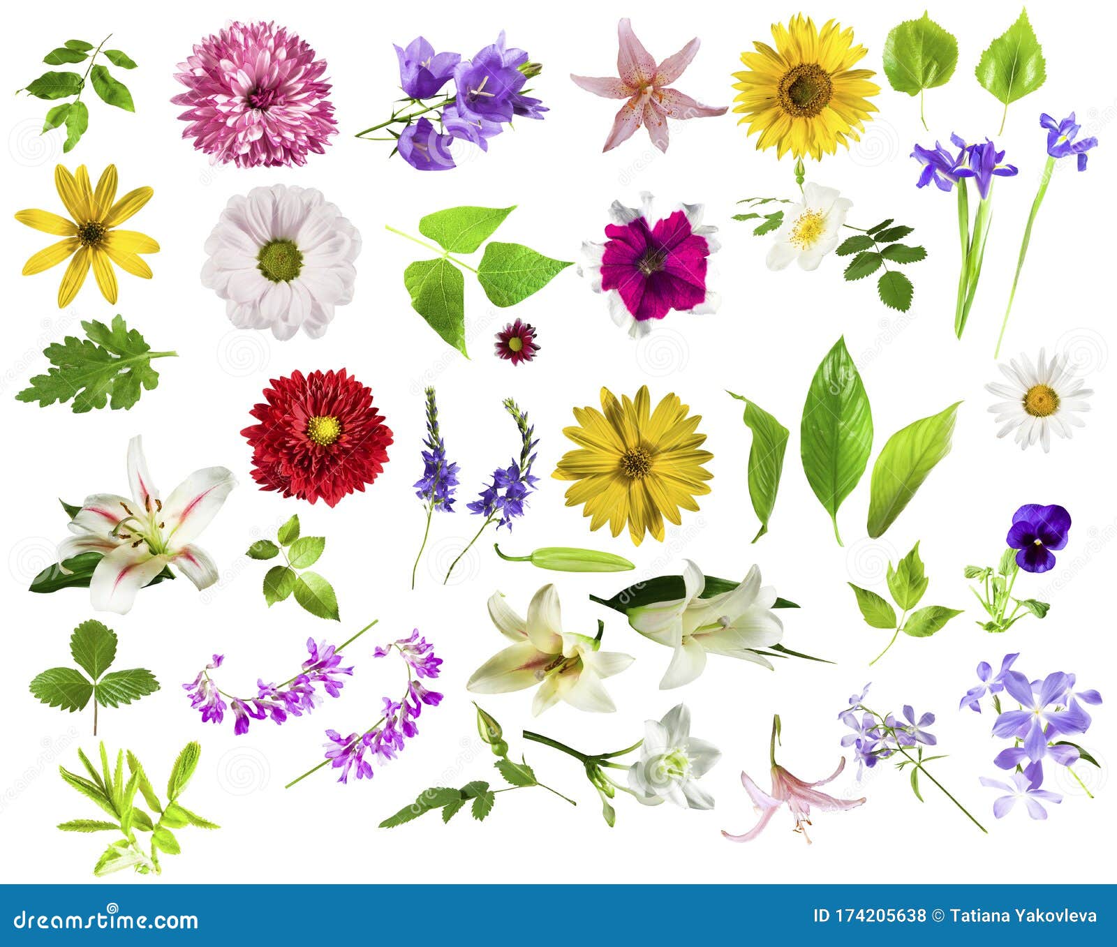 Collection of flowers stock photo. Image of bloom, branch - 174205638