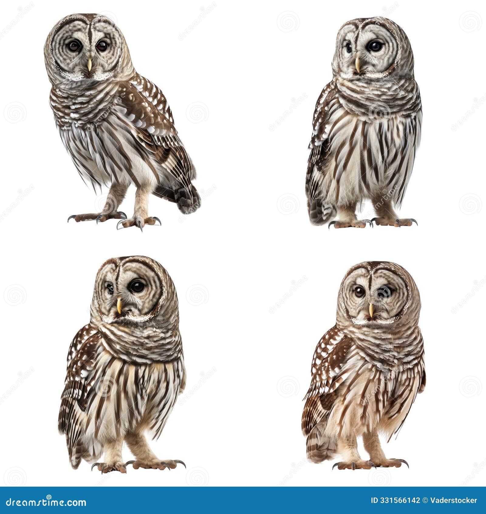 Four Barred Owls With Unique Brown Color Patterns In Dynamic Flying ...