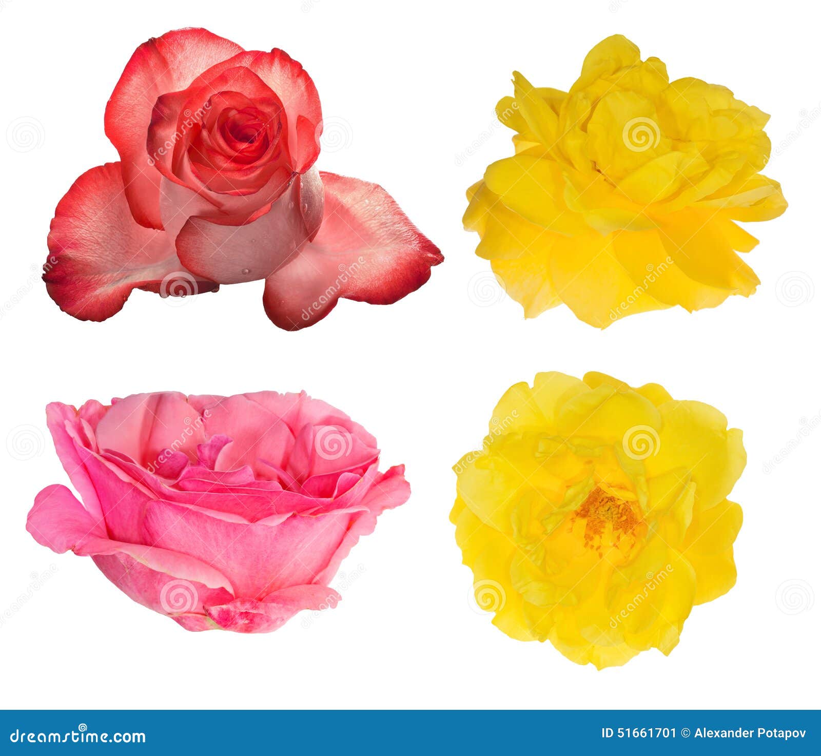 Collection of Four Isolated Roses Stock Image - Image of rose, white ...
