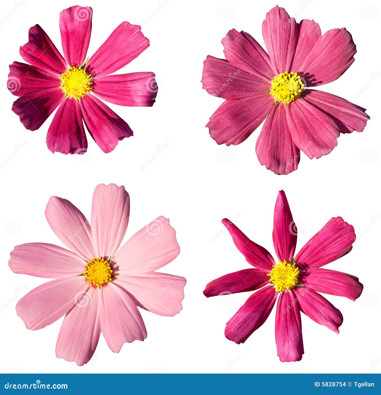 Collection of Four Pink Flowers Stock Photo - Image of arrangement ...