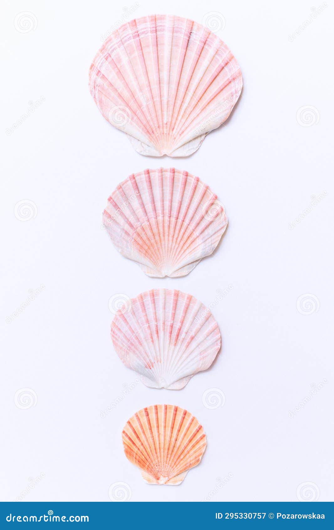 Collection of Four Shells. Scallop in a Row. Isolated on a White ...