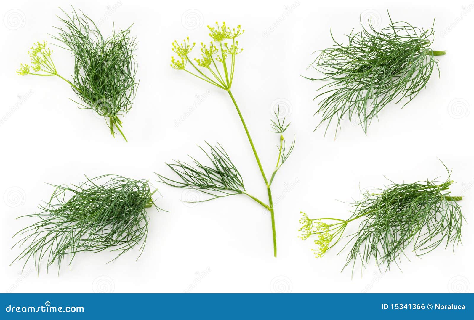 Collection of fresh dill stock photo. Image of freshness - 15341366