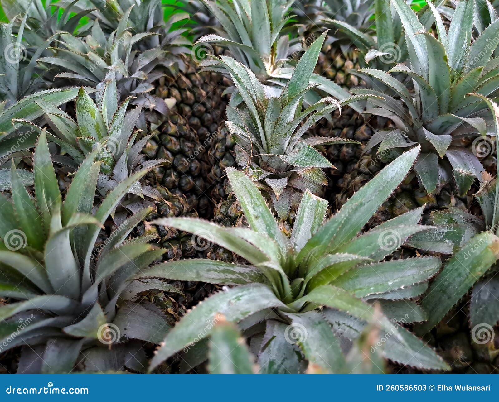 A Collection of Fresh Green Pineapples in Mini Market Fruit Basket ...