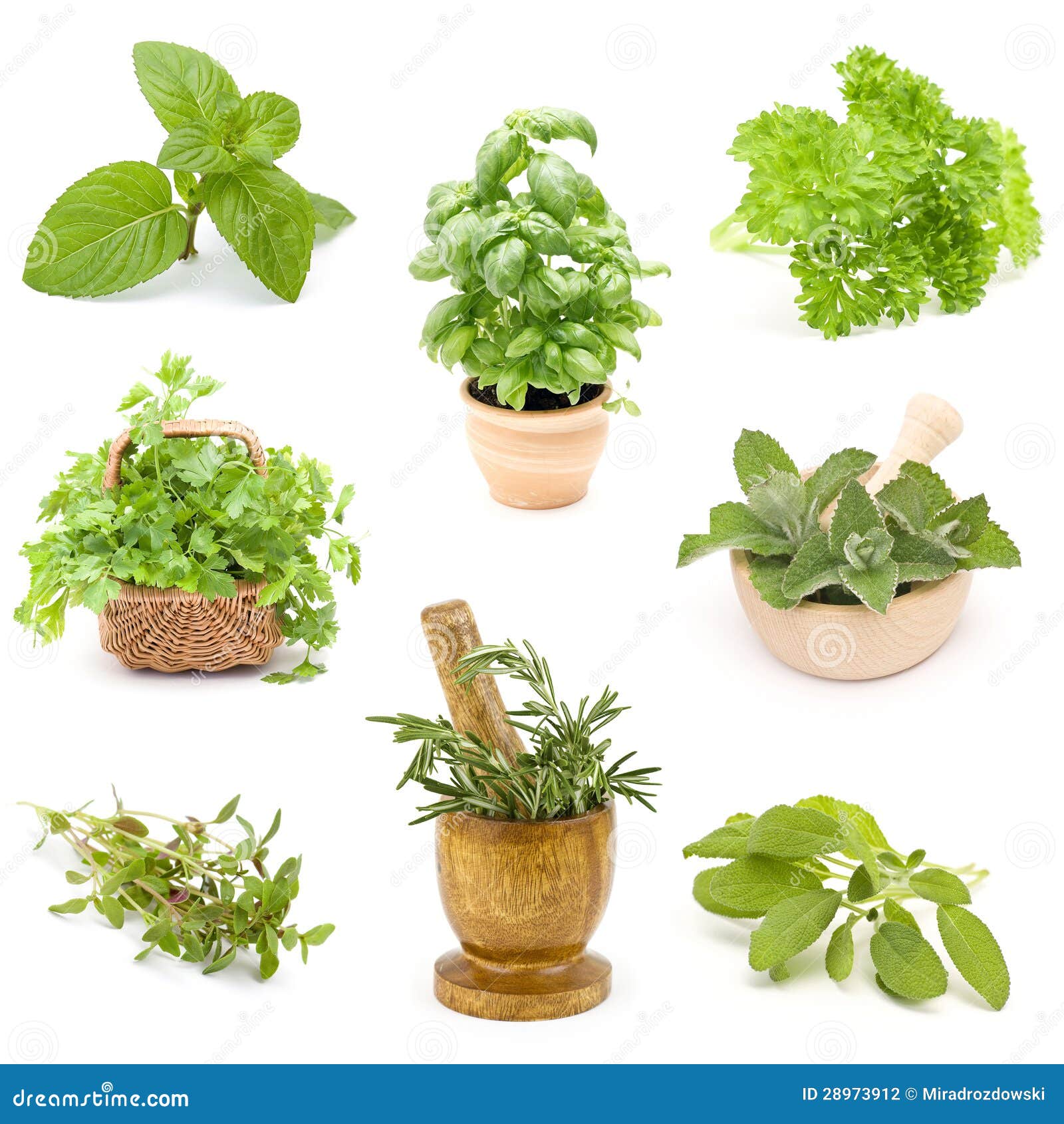 Collection of fresh herbs stock photo. Image of parsley - 28973912