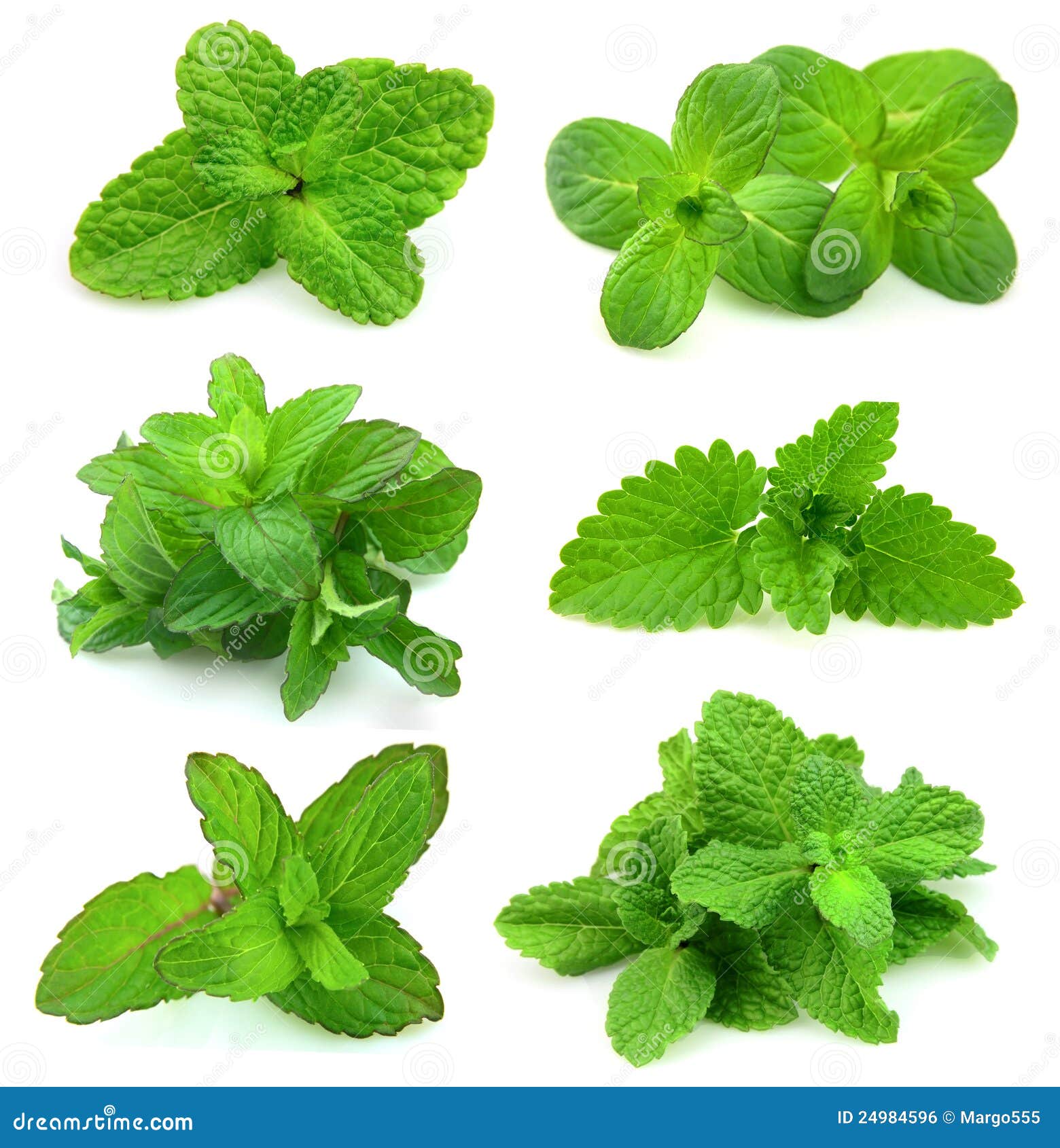 Collection for fresh mint stock photo. Image of collection - 24984596