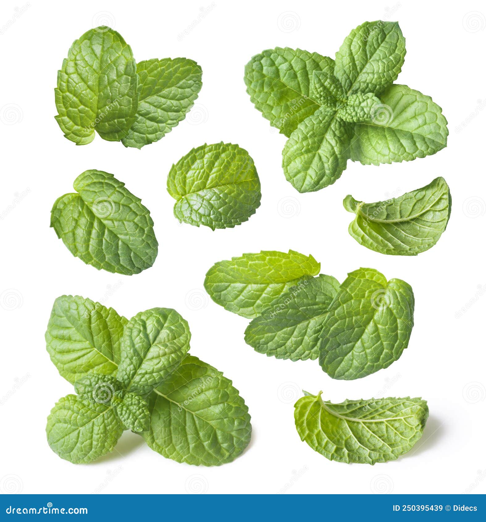 Collection of Fresh Mint Leaves Isolated on White Background Close-up ...