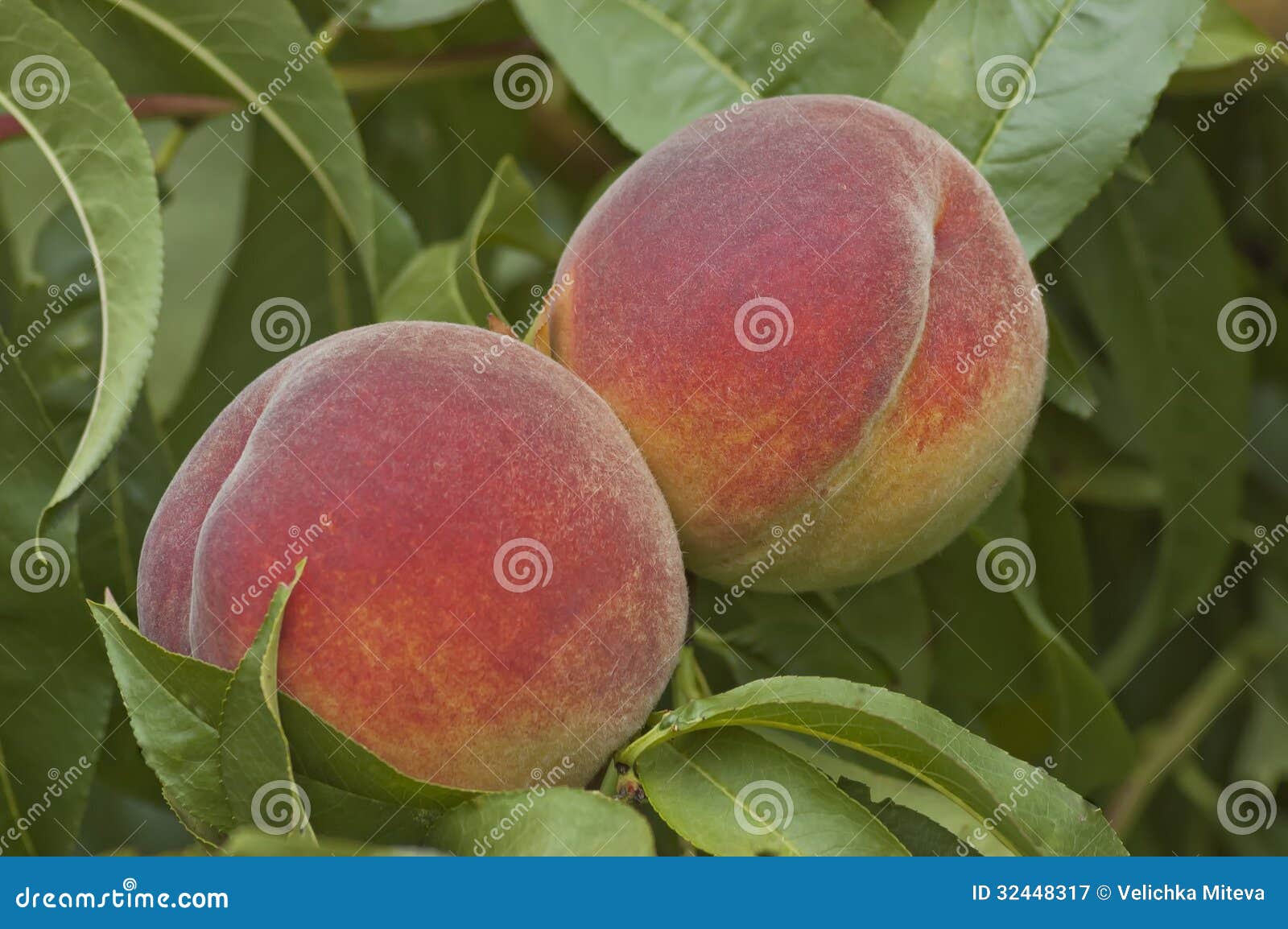 Collection of Fresh Peach Fruits Stock Image - Image of peach, dessert ...