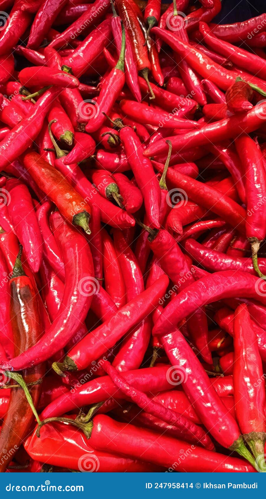A Collection of Fresh Red Chilies that are Ready To Be Consumed ...