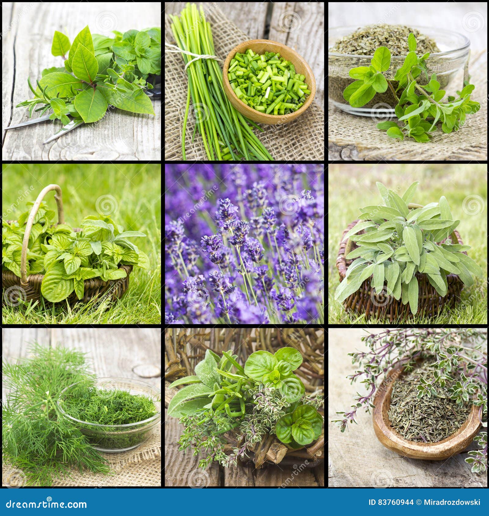 Collection of Freshly Harvested Herbs Stock Photo - Image of concept ...