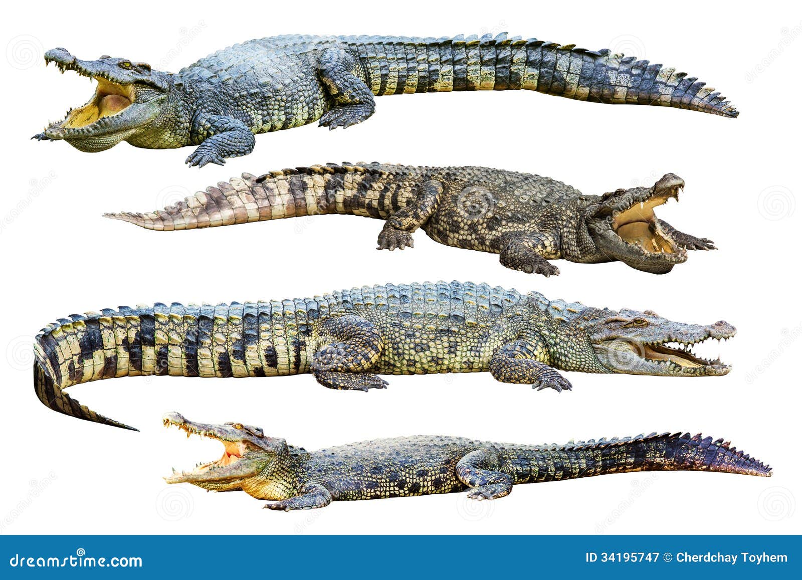 Crocodile Bomb Stock Photos - Free & Royalty-Free Stock Photos from ...