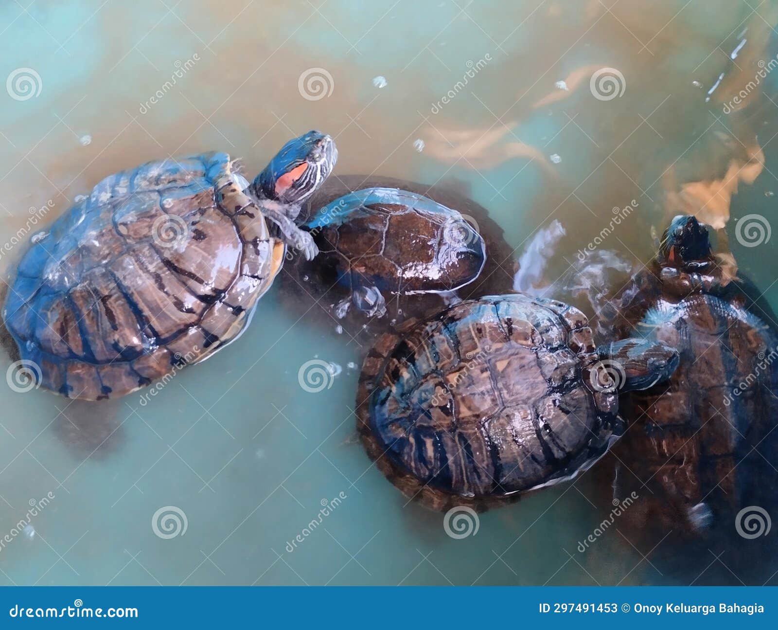 A Collection of Freshwater Turtles Stock Image - Image of indoor ...