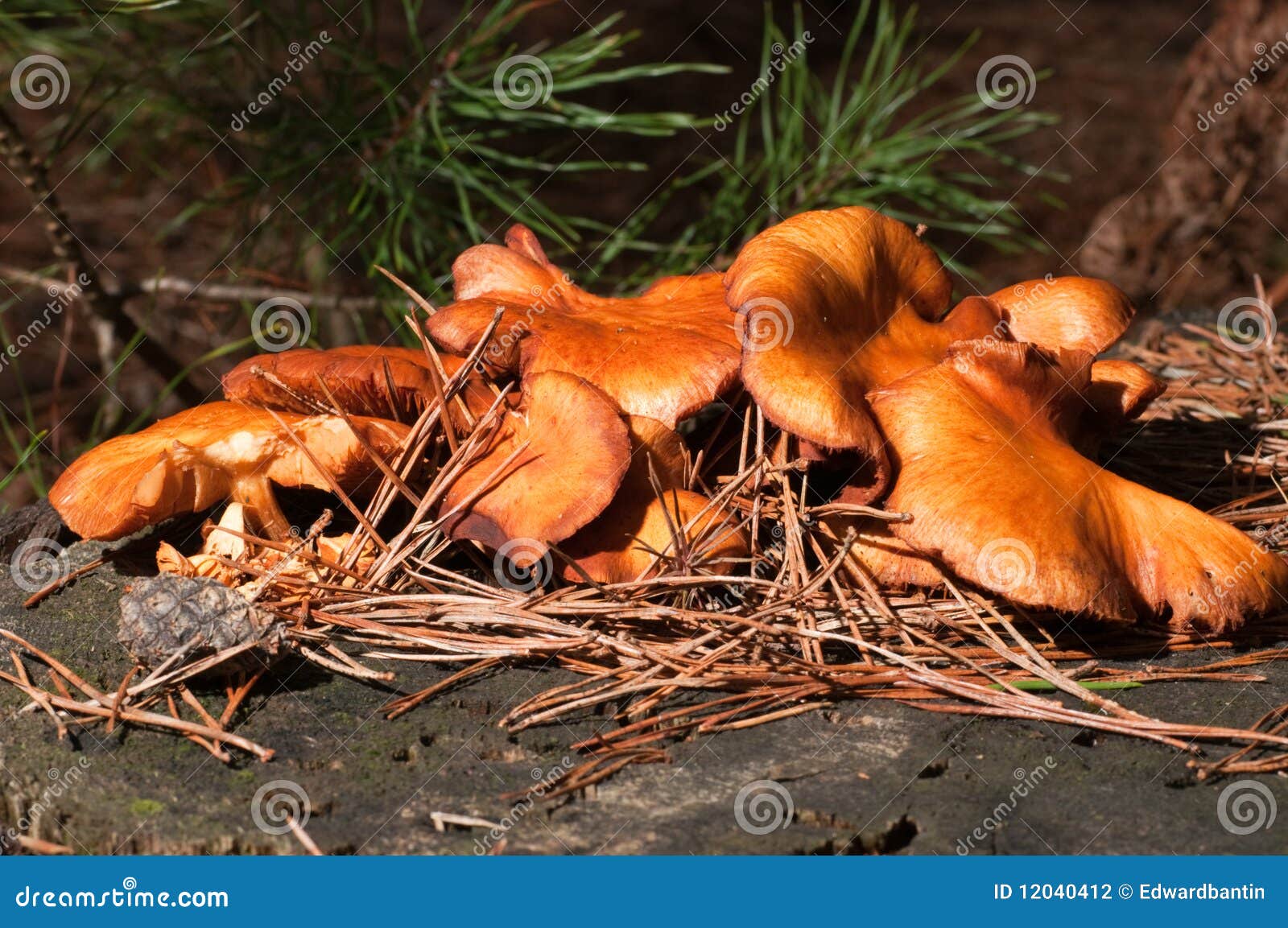 Collection of fungi stock photo. Image of nature, fungi - 12040412
