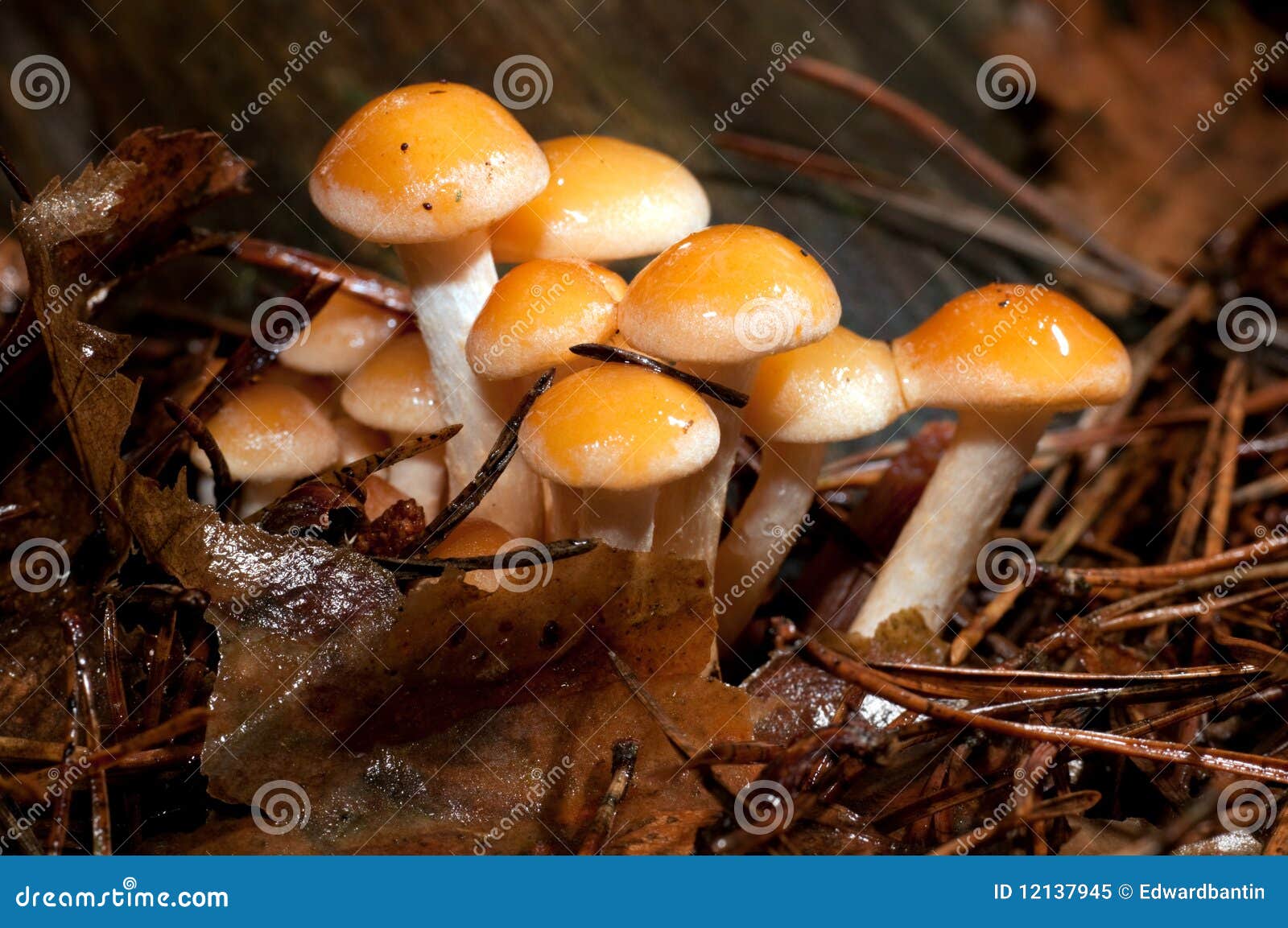 Collection of fungi stock image. Image of yellow, objects - 12137945