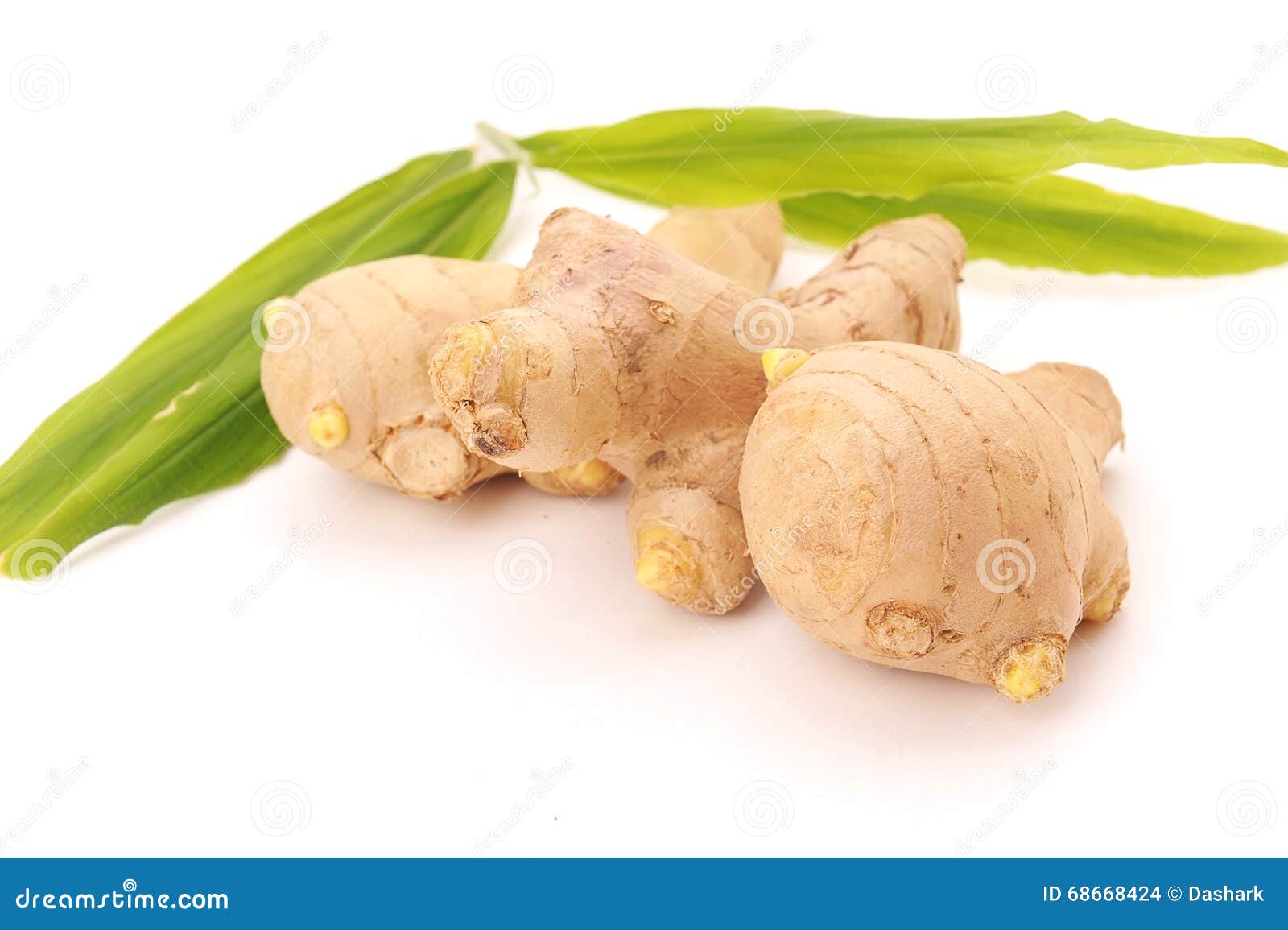 Collection of ginger root stock photo. Image of gardening - 68668424