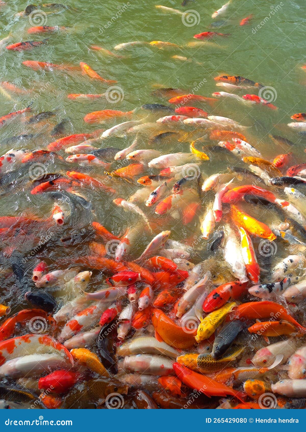 A Collection of Goldfish in a Fish Pond Stock Photo - Image of ...