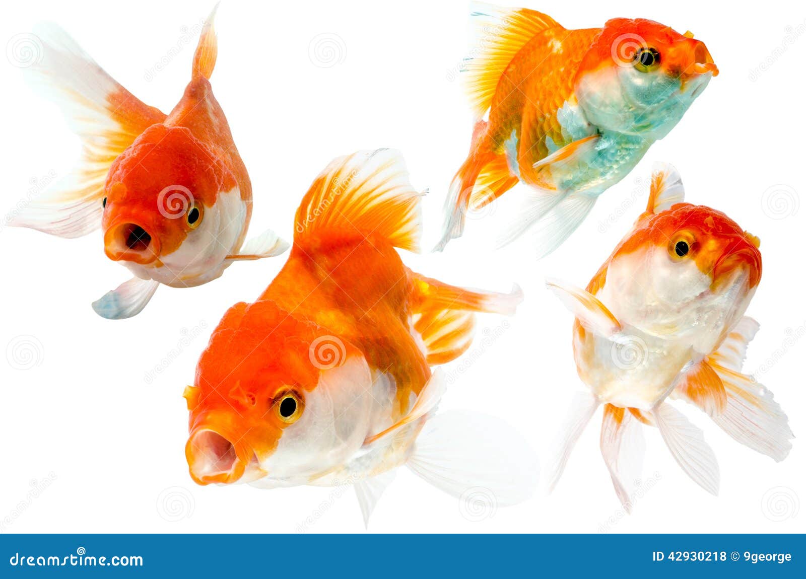 Collection of Goldfish Isolated on White. Stock Photo - Image of life ...