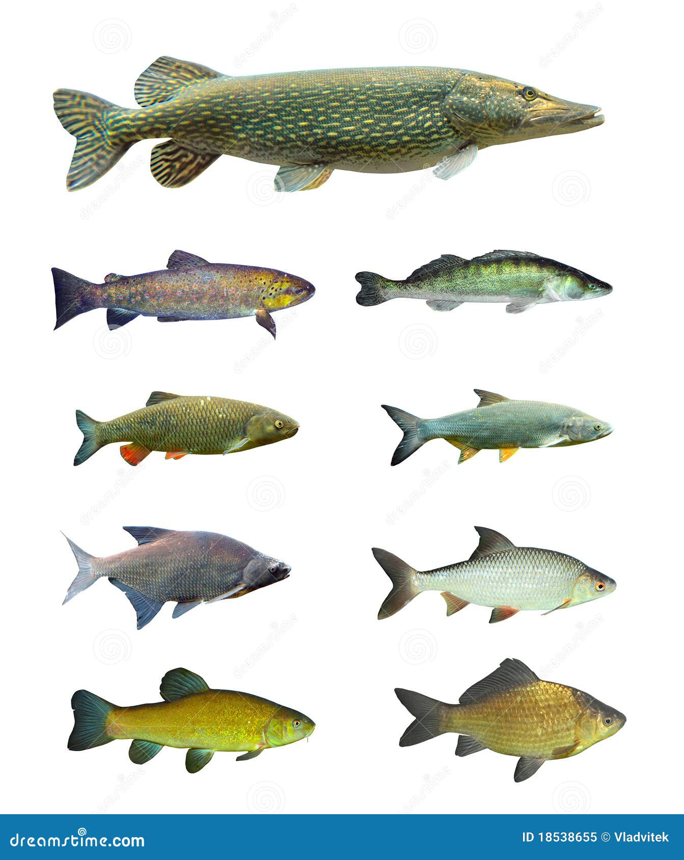 Collection Grande D'un Poisson D'eau Douce. Image stock - Image du ...