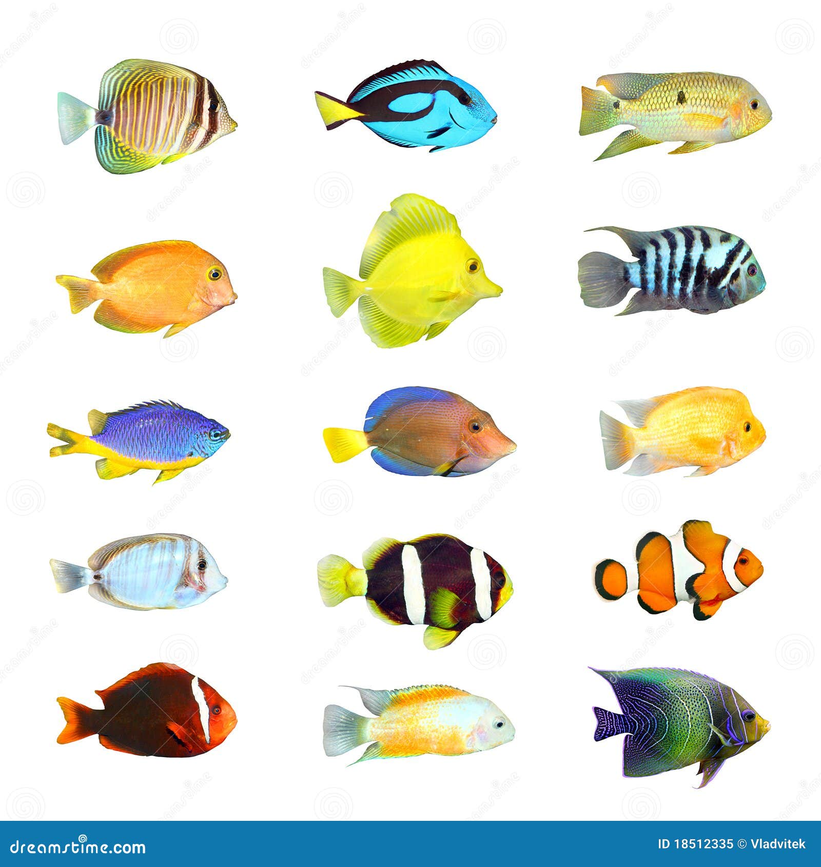 Collection Grande D'un Poisson Tropical. Image stock - Image du ...