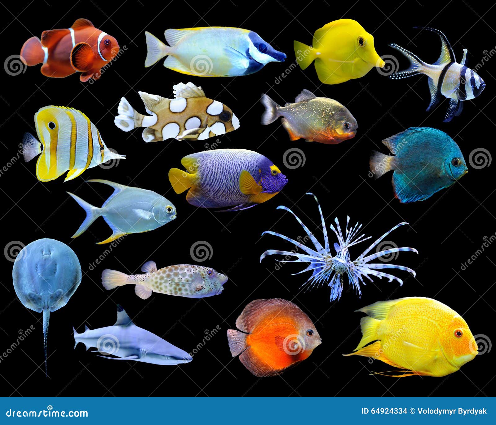 Collection Grande D'un Poisson Tropical Photo stock - Image du animal ...