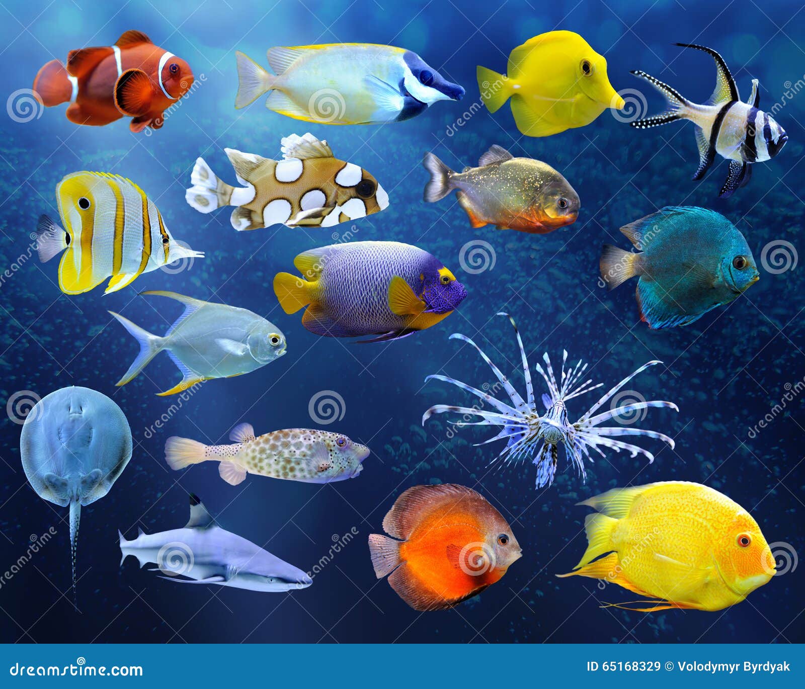 Collection Grande D'un Poisson Tropical Image stock - Image du nature ...