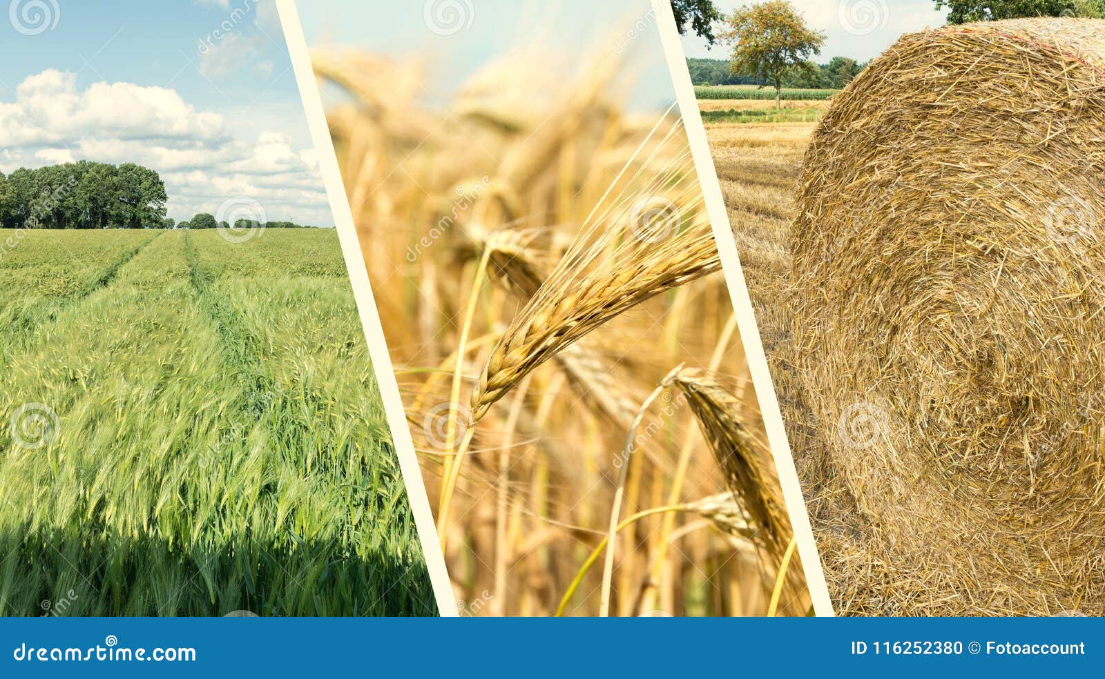Collection of Grain Fields - Close Up View Stock Photo - Image of ...