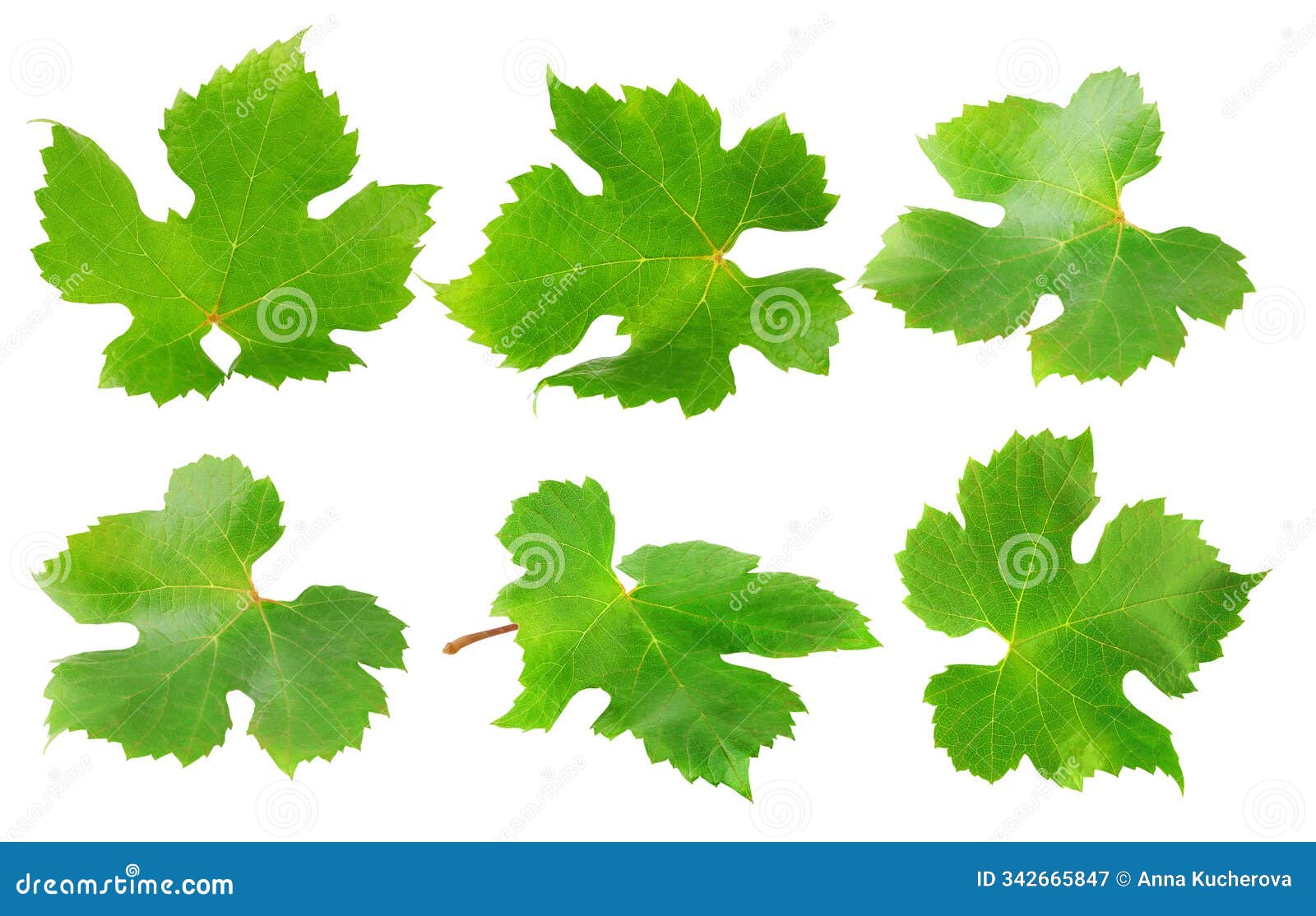 Collection of Green Grape Vine Leaves Isolated on White Stock Image ...