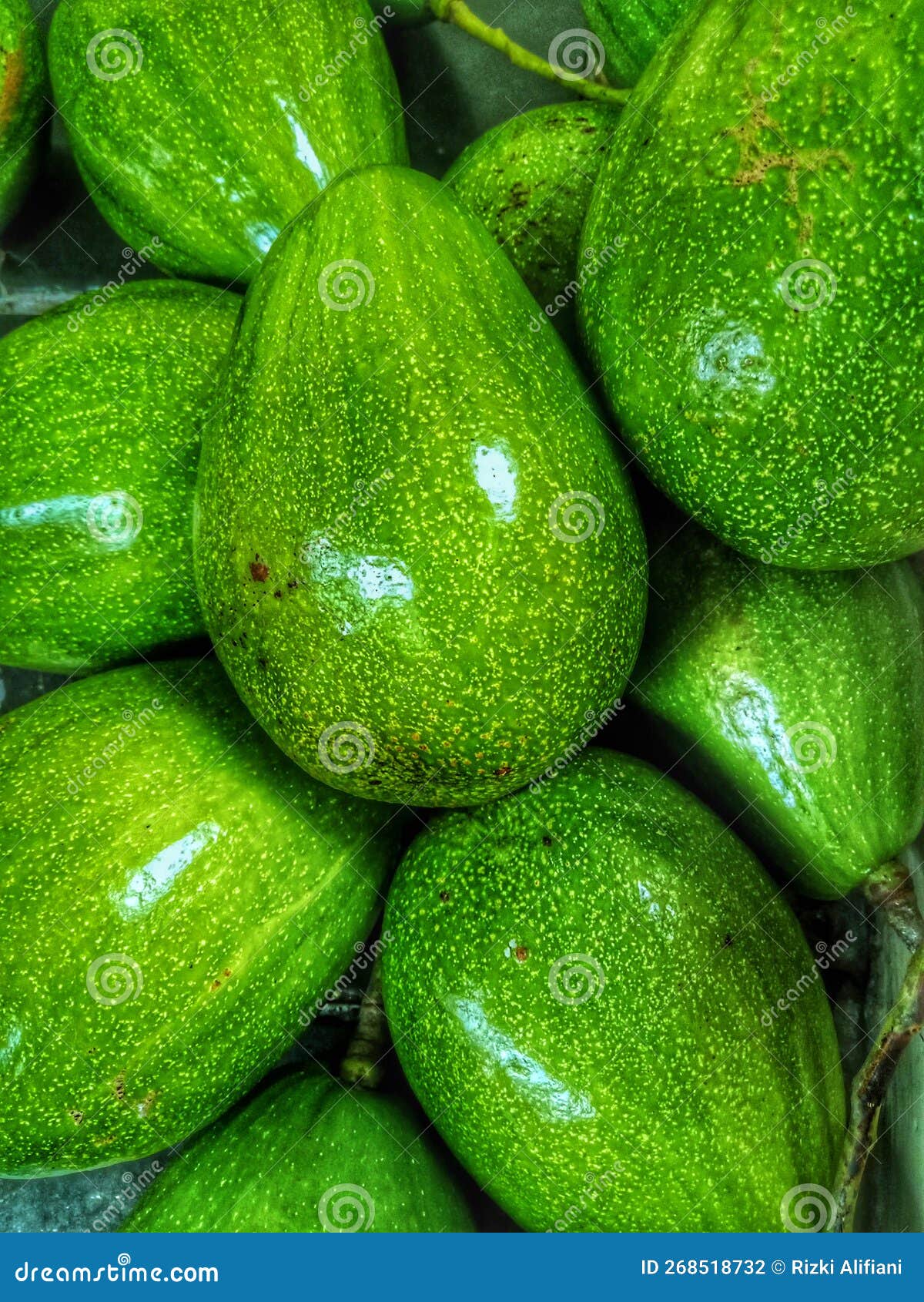 A Collection of Green, Large Avocados Just Picked from the Tree Stock ...
