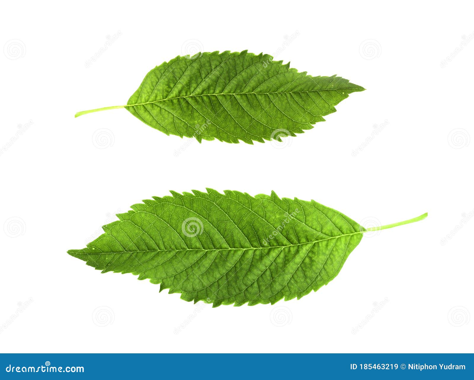 Collection Green Leaves with Notches Placed on a White Background ...