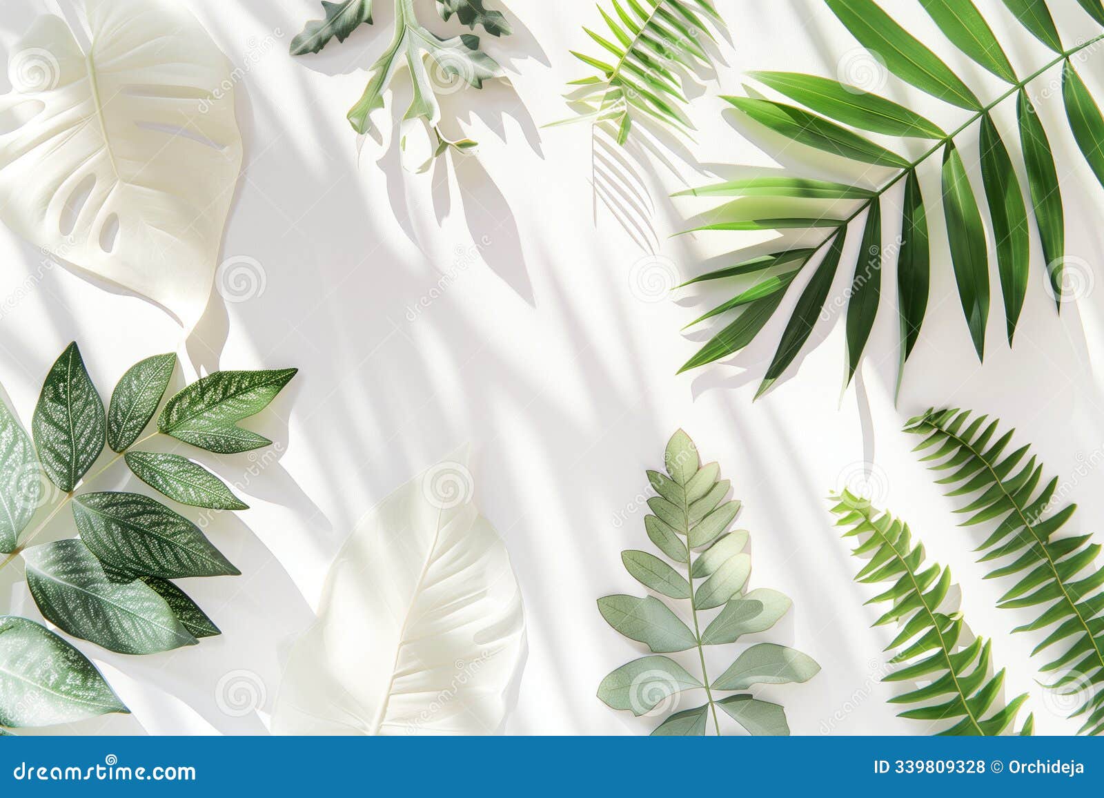 A Collection of Green Leaves Spread Out Randomly on a Plain White ...