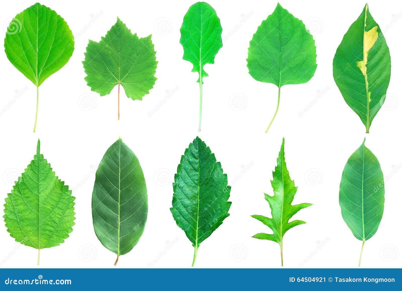 Collection of Green Leaves with Stem Isolated on White Stock Image ...