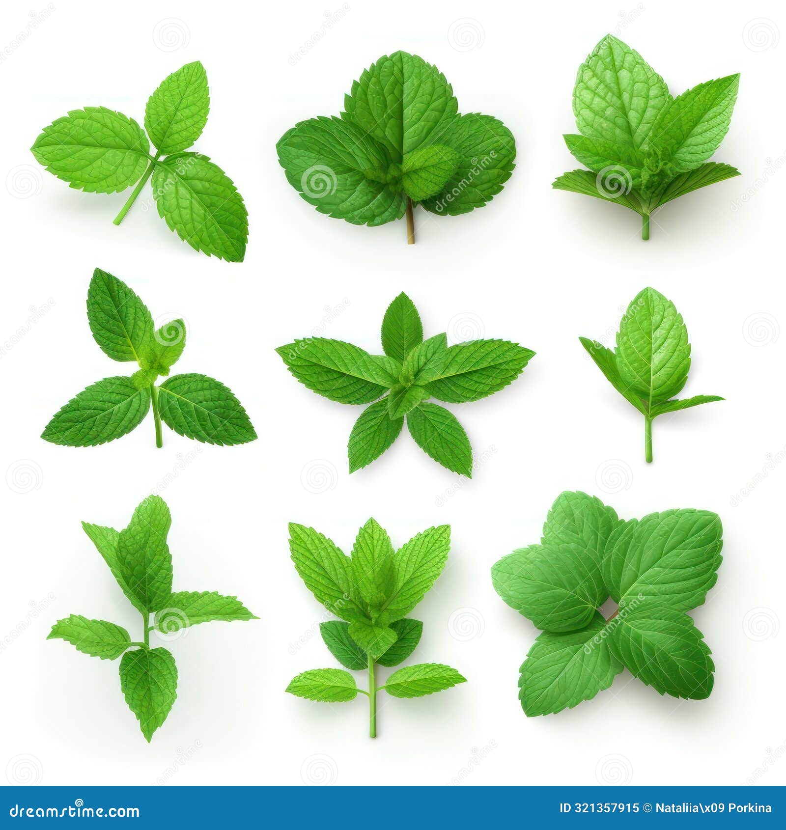 Collection of Green Mint Leaves. Assorted Fresh Mint Leaf Clusters on ...