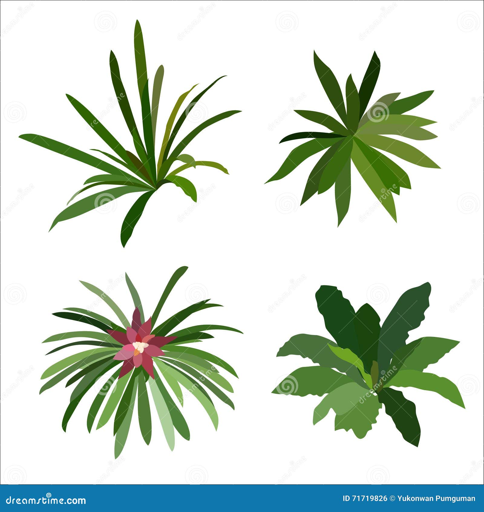 Bromeliad Cartoons, Illustrations & Vector Stock Images - 521 Pictures ...