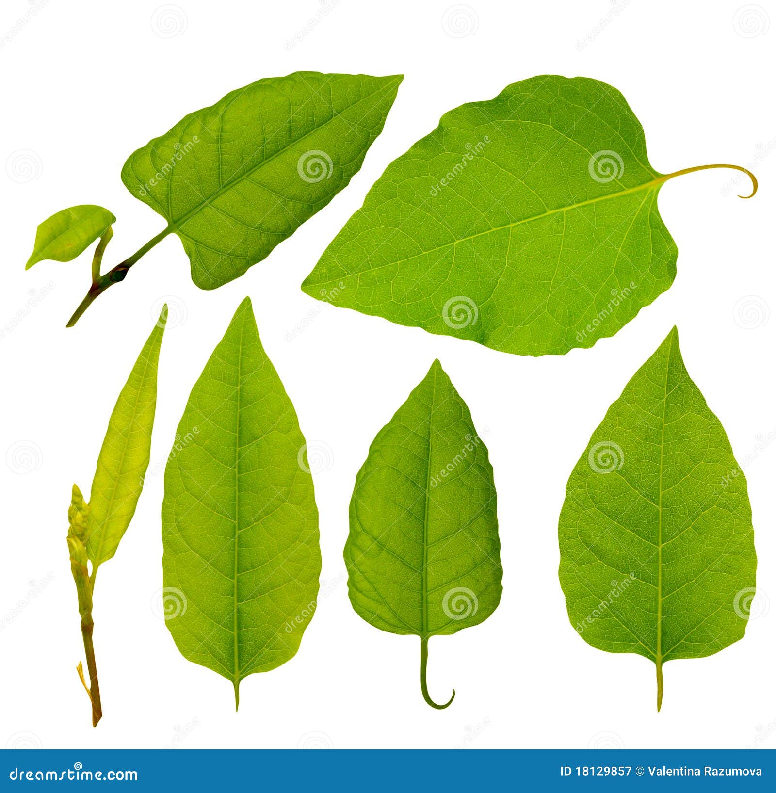 Collection Green Tree Leaves Stock Image - Image of color, herb: 18129857 Collection Green Tree Leaves Stock Image - Image of color, herb: 18129857