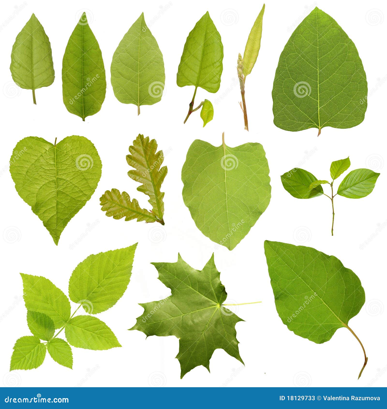 Collection Green Tree Leaves, High Resolution. Stock Image - Image of ... Collection Green Tree Leaves, High Resolution. Stock Image - Image of ...