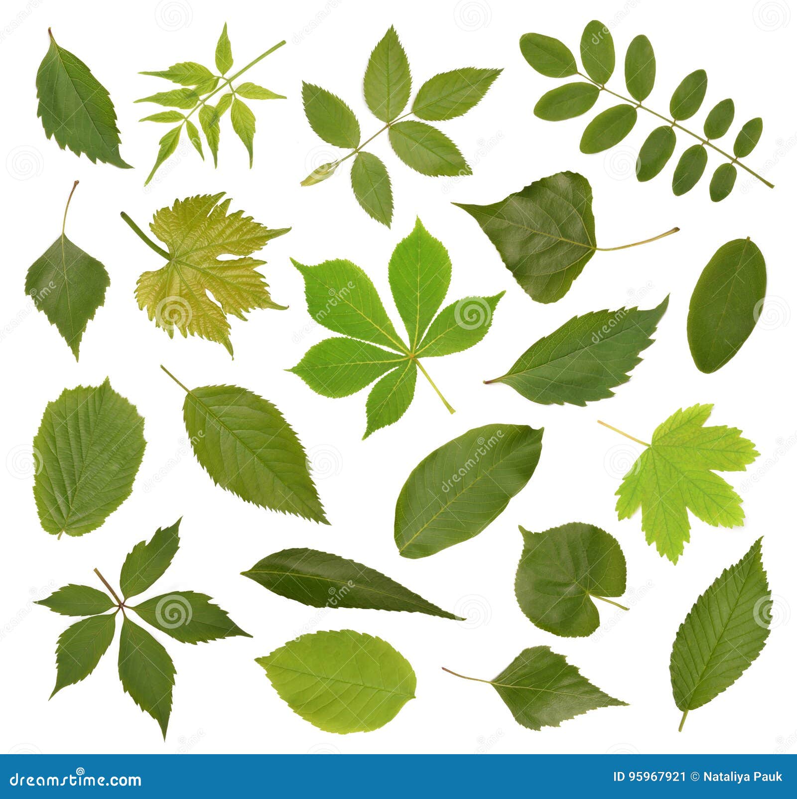 Collection Green Tree Leaves, High Resolution Stock Image - Image of ...