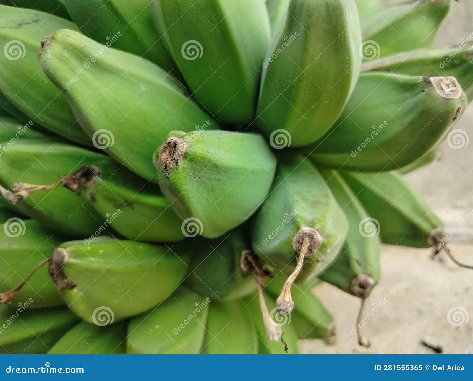 A Collection of Green Unripe Bananas Stock Image - Image of unripe ...