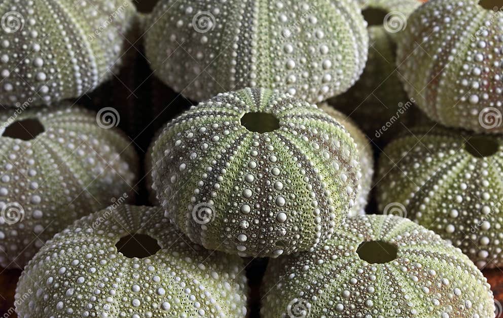 A COLLECTION of GREEN URCHIN SHELLS Stock Photo - Image of arranged ...