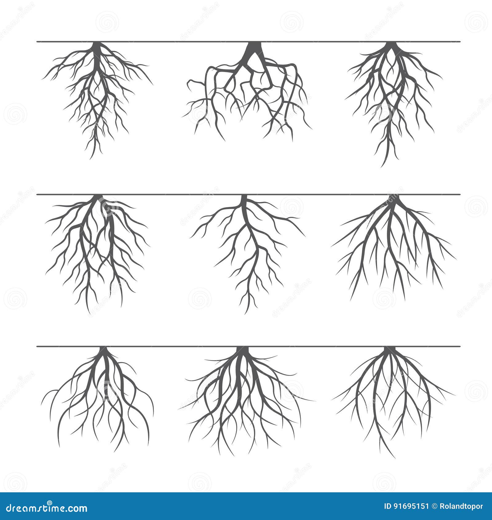 Collection of Grey Roots. Vector Illustration. Stock Vector ...