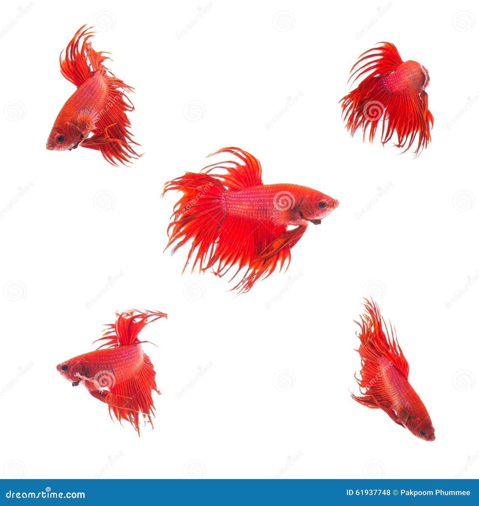 Collection Group of Orange Red Siamese Fighting Fish Stock Photo ...