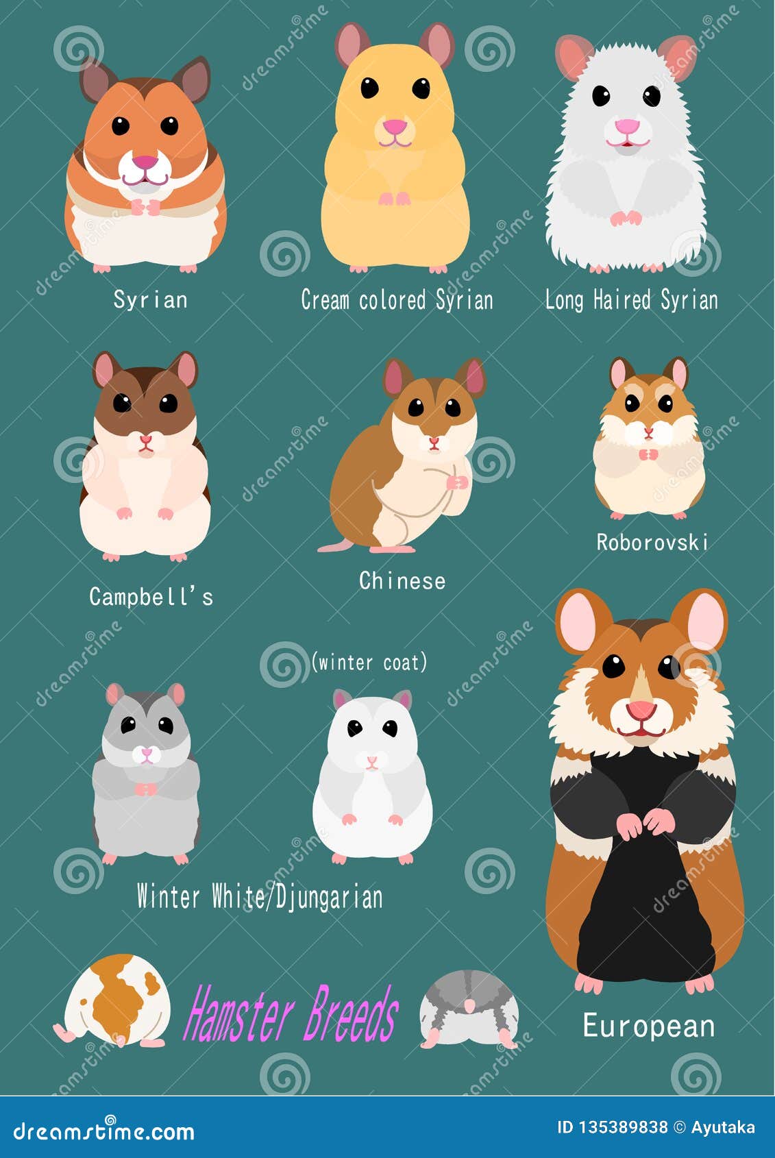 Hamster Breeds. Cute Little Pets, Different Types, Home Rodents, Funny ...