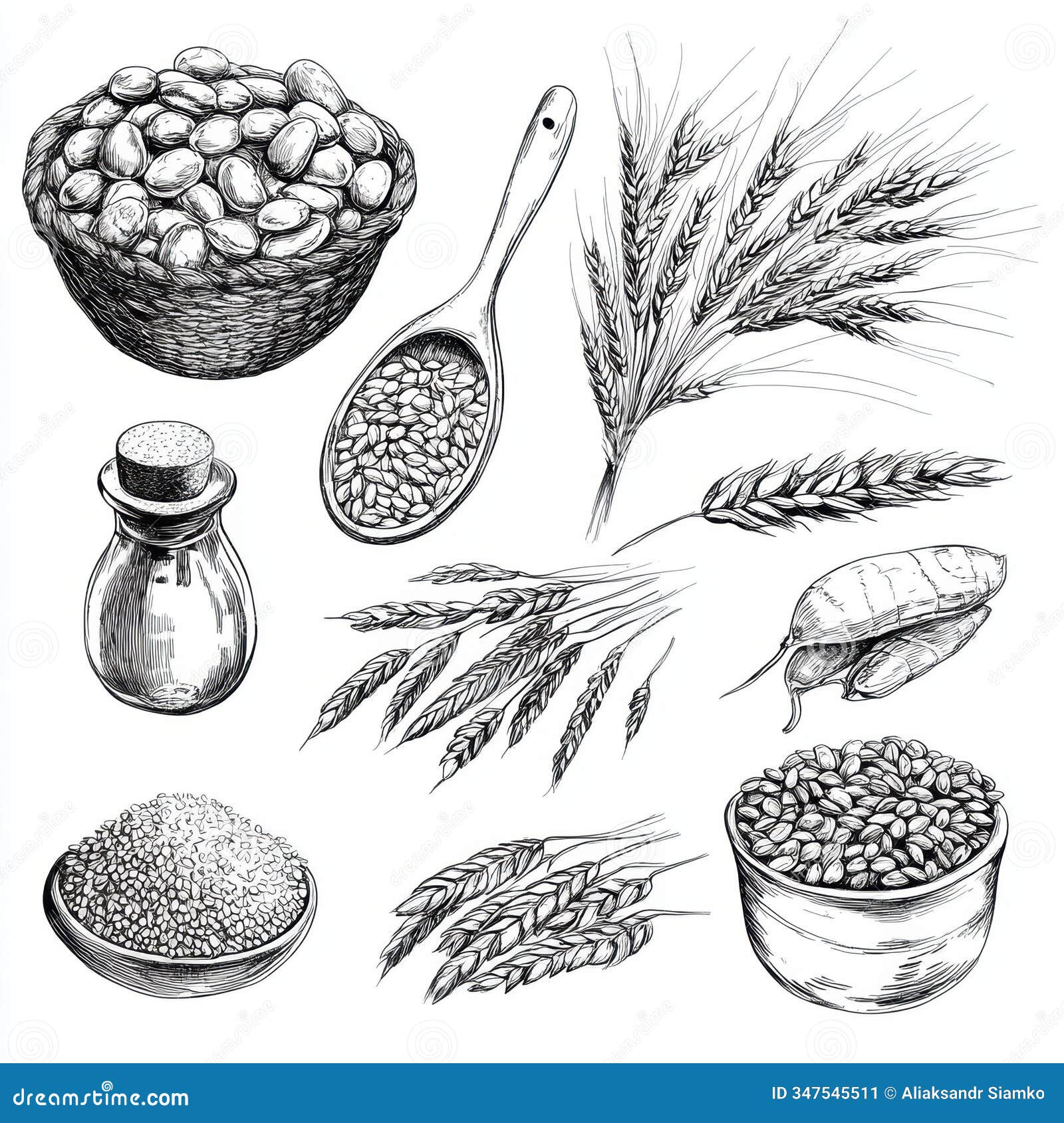 Collection of Hand-drawn Illustrations of Various Grains and Seeds ...