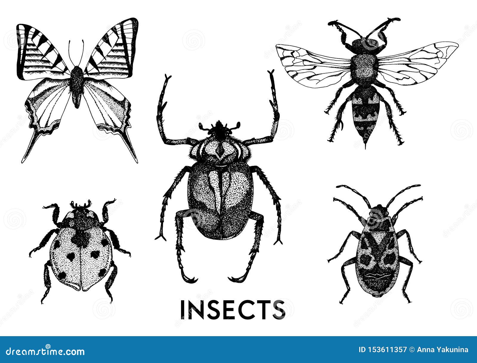 Collection of Hand Drawn Insect Illustrations Stock Vector ...