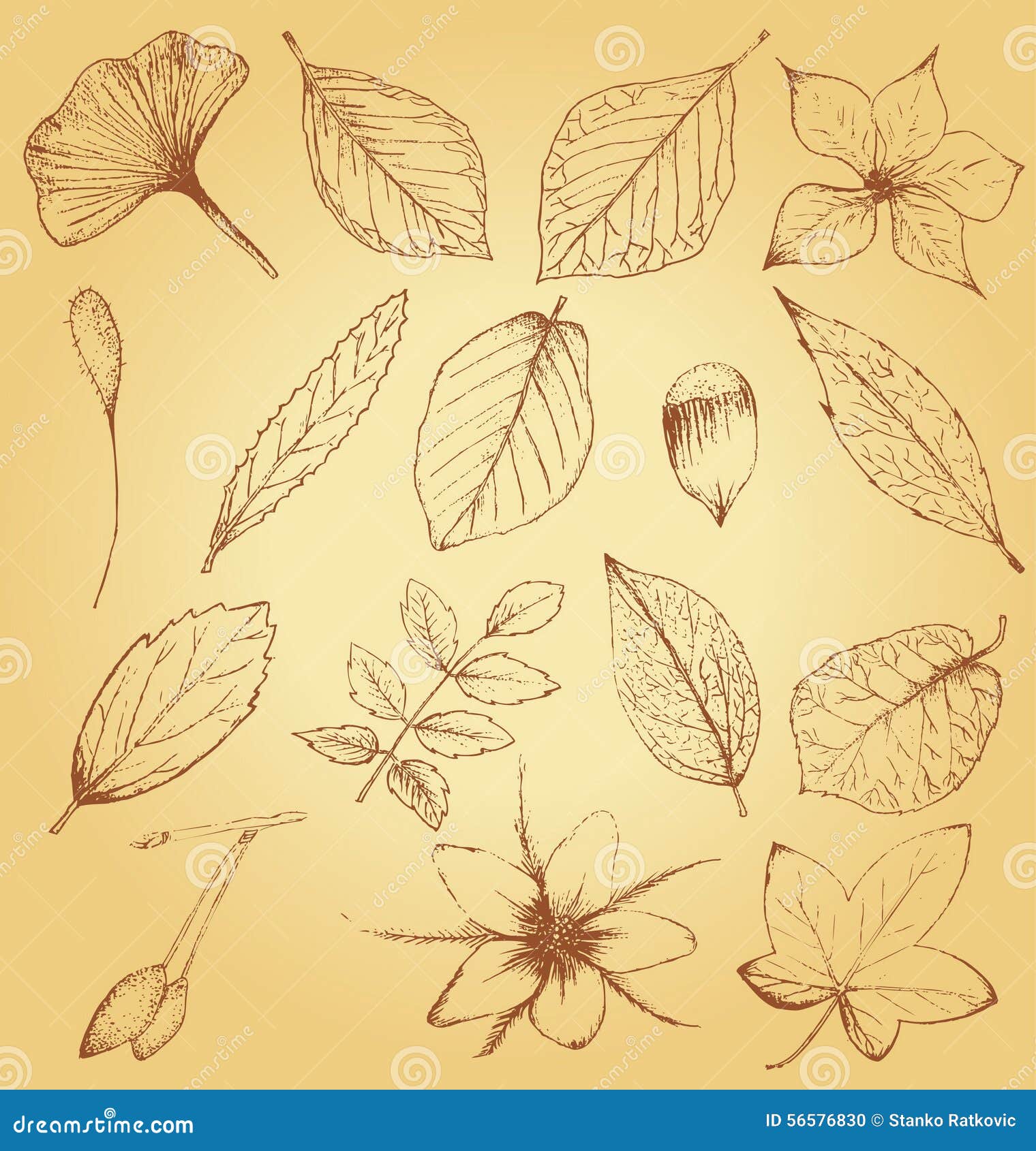 Collection of Hand Drawn Plants Stock Illustration - Illustration of ...
