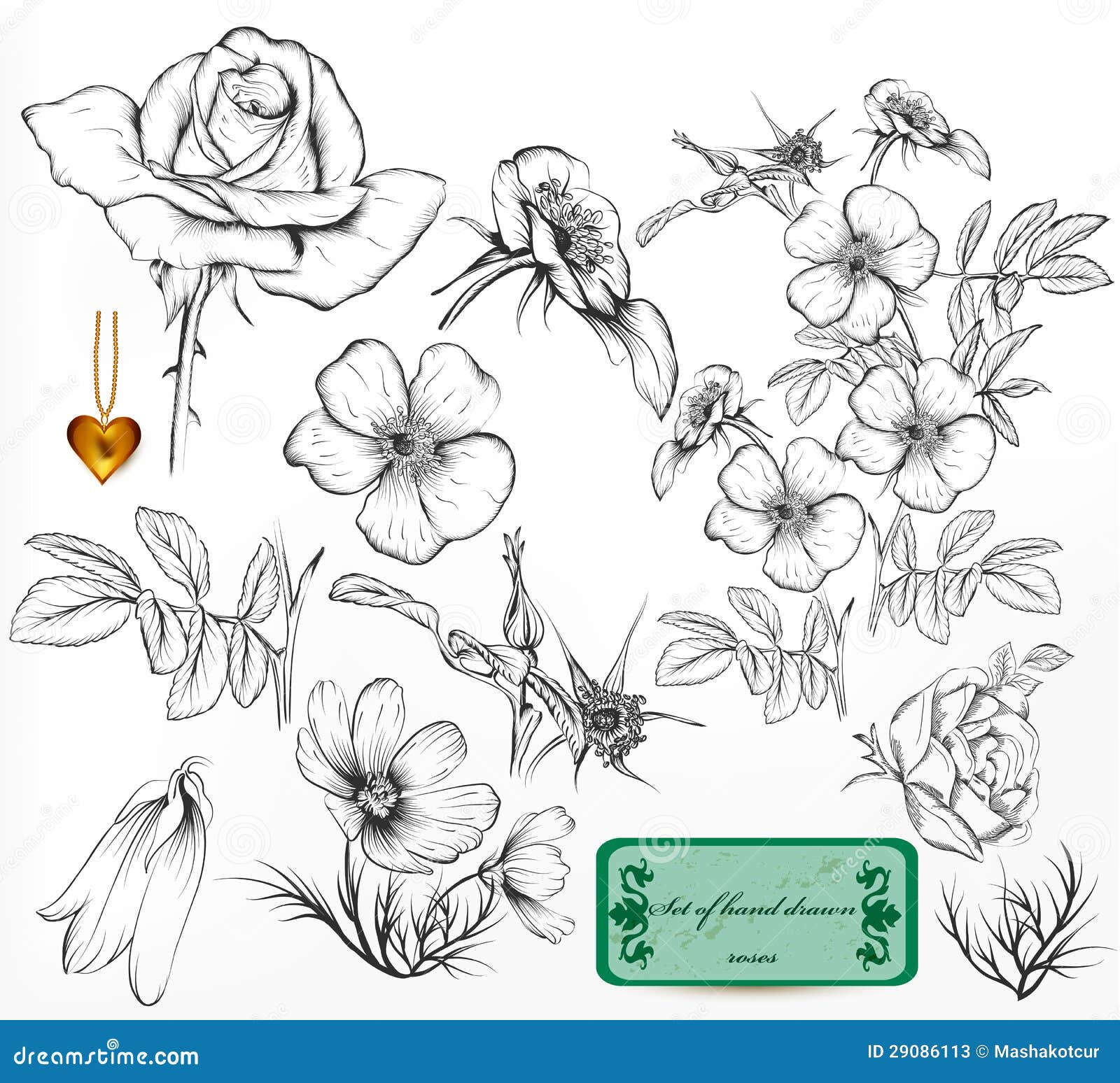 Collection of Hand Drawn Roses for Design Stock Vector - Illustration ...