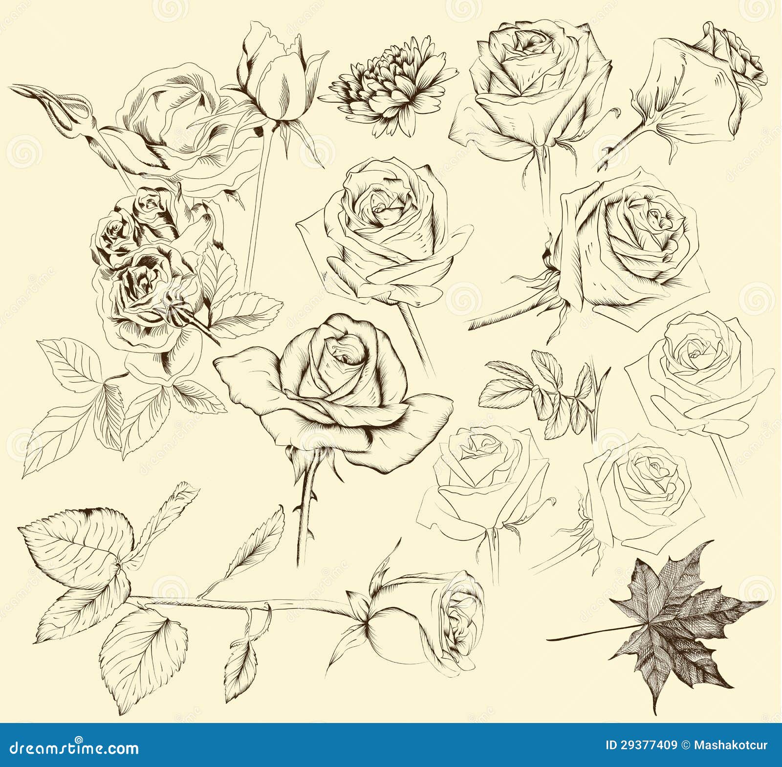Collection of Hand Drawn Roses for Design Stock Vector - Illustration ...