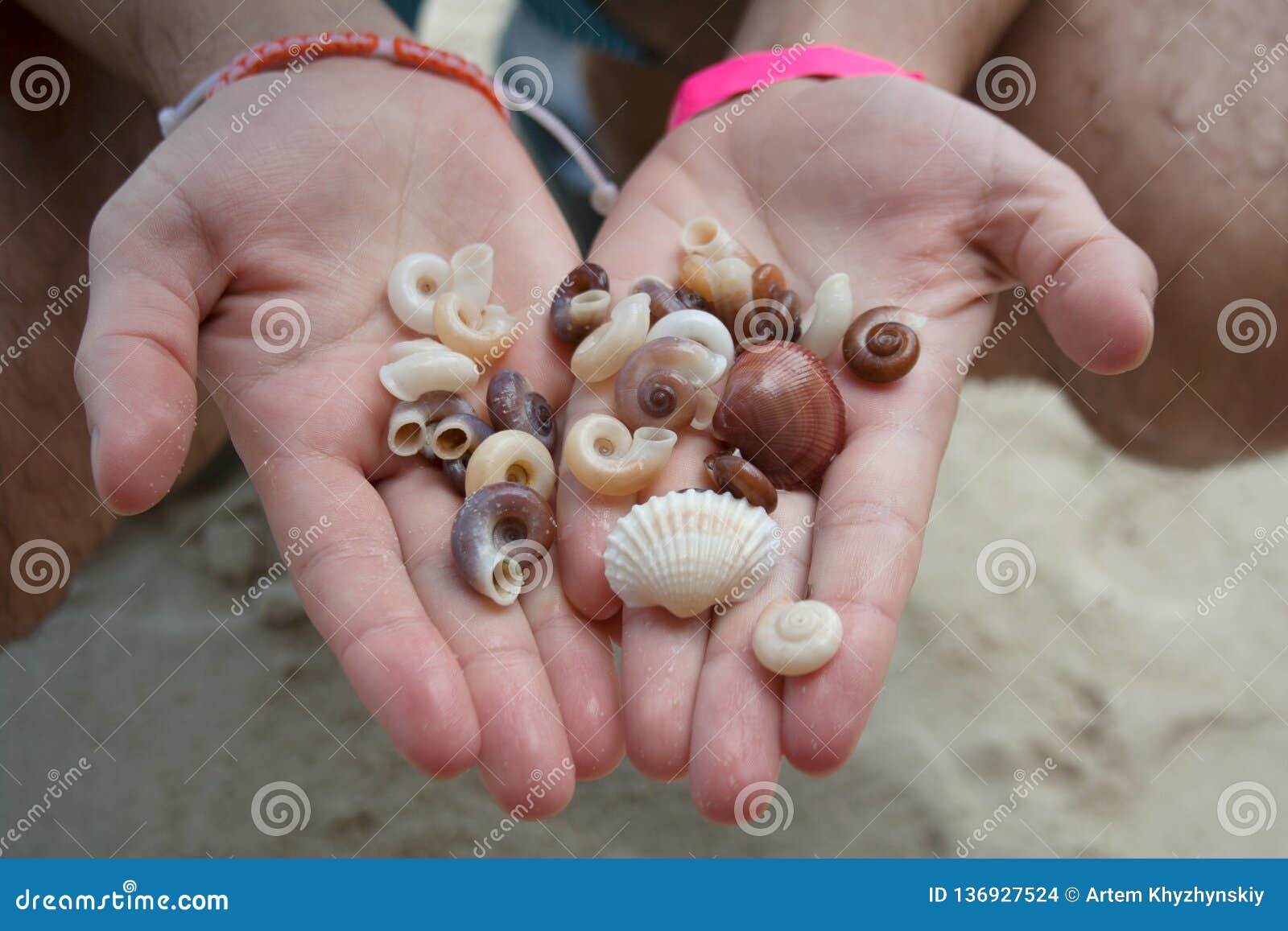 Collection of Handpicked Sea Shells in Man Hands Stock Photo - Image of ...
